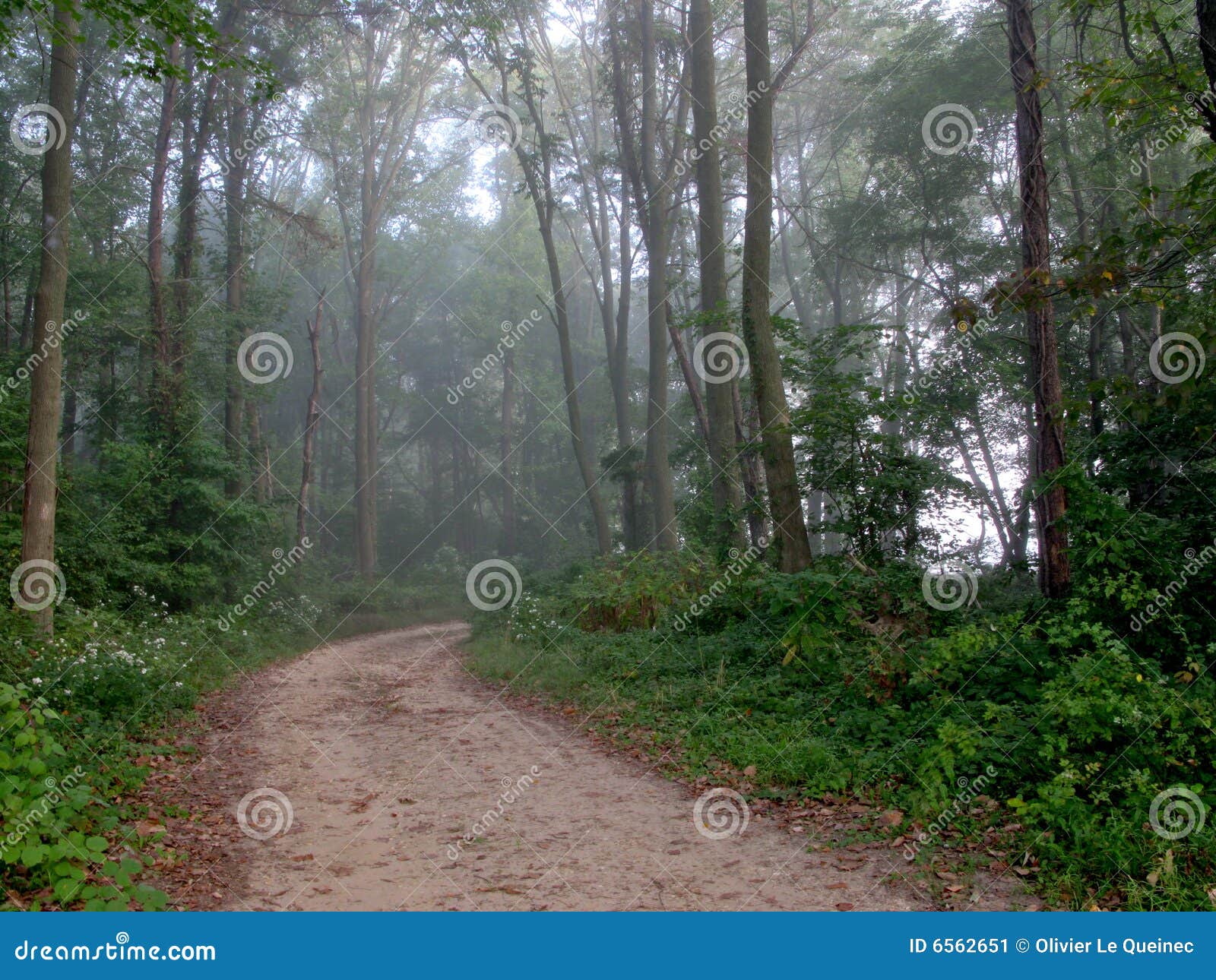 Dirt Path in Forest Woods with Mist Stock Image - Image of tree, rural ...