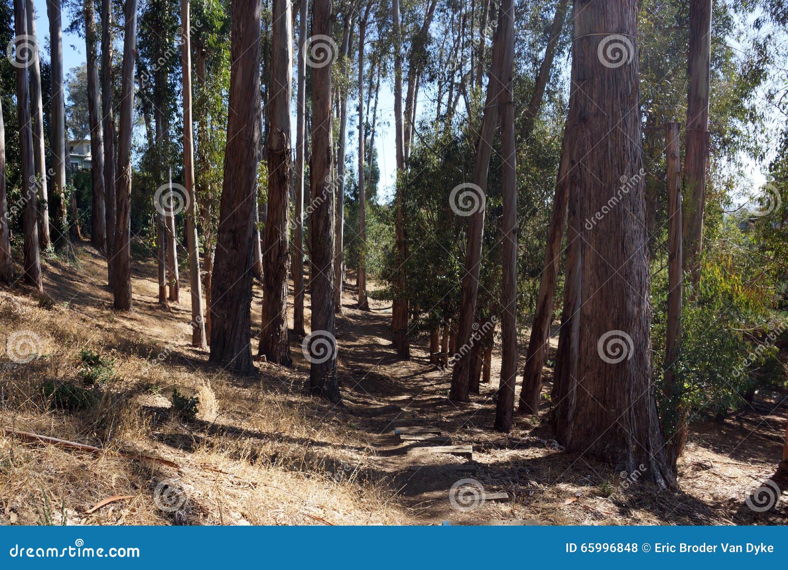 Dirt Path Going Down in Dry Forest in Berkeley Stock Photo - Image of ...