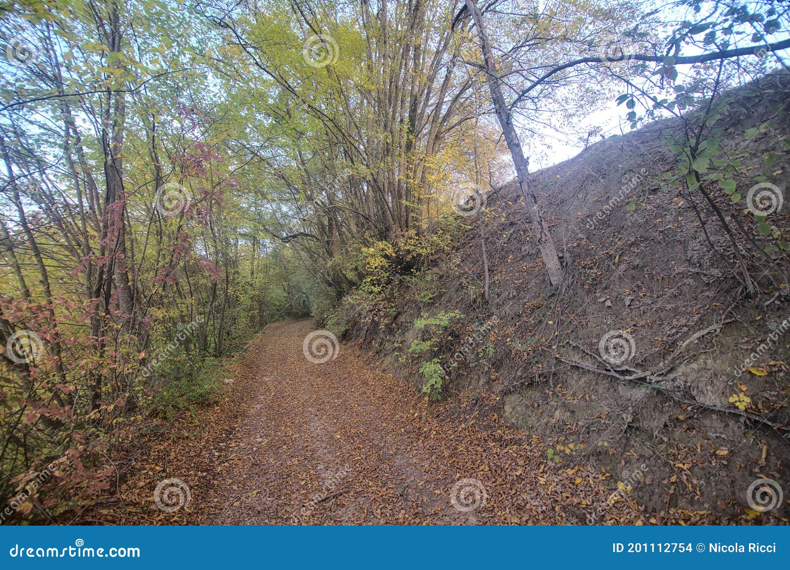 Dirt Path in a Grove in Autumn at Sunset Stock Photo - Image of forest ...