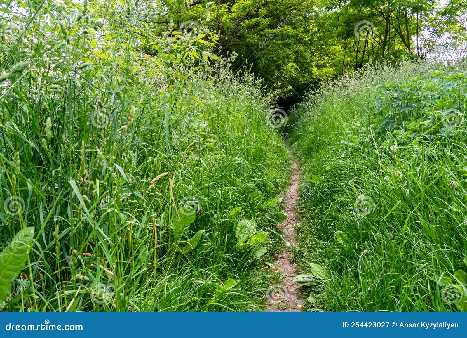 A Dirt Path through High and Dense Grass in the Forest. Hiking in the ...