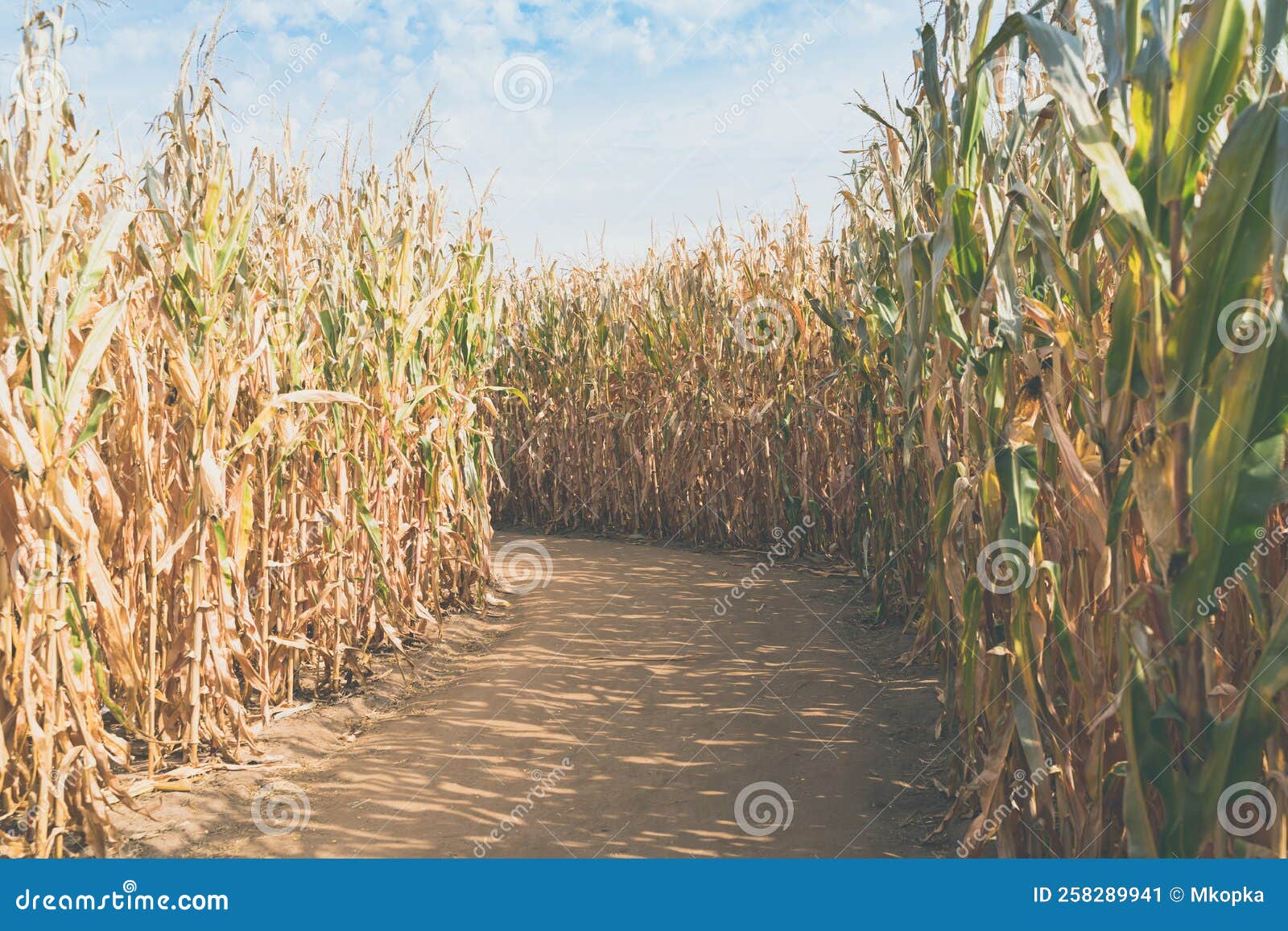 Dirt Path Inside of a Corn Maze, with Tall Stalks of Corn. No People ...