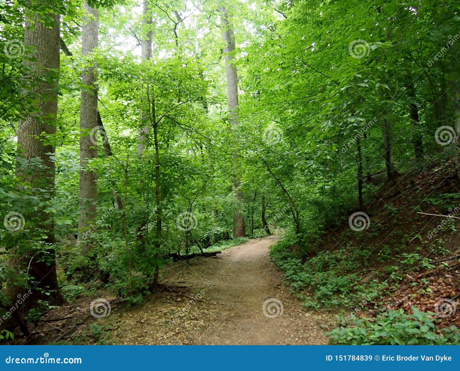 Dirt Path Leading Downwards through the Forest Stock Image - Image of ...