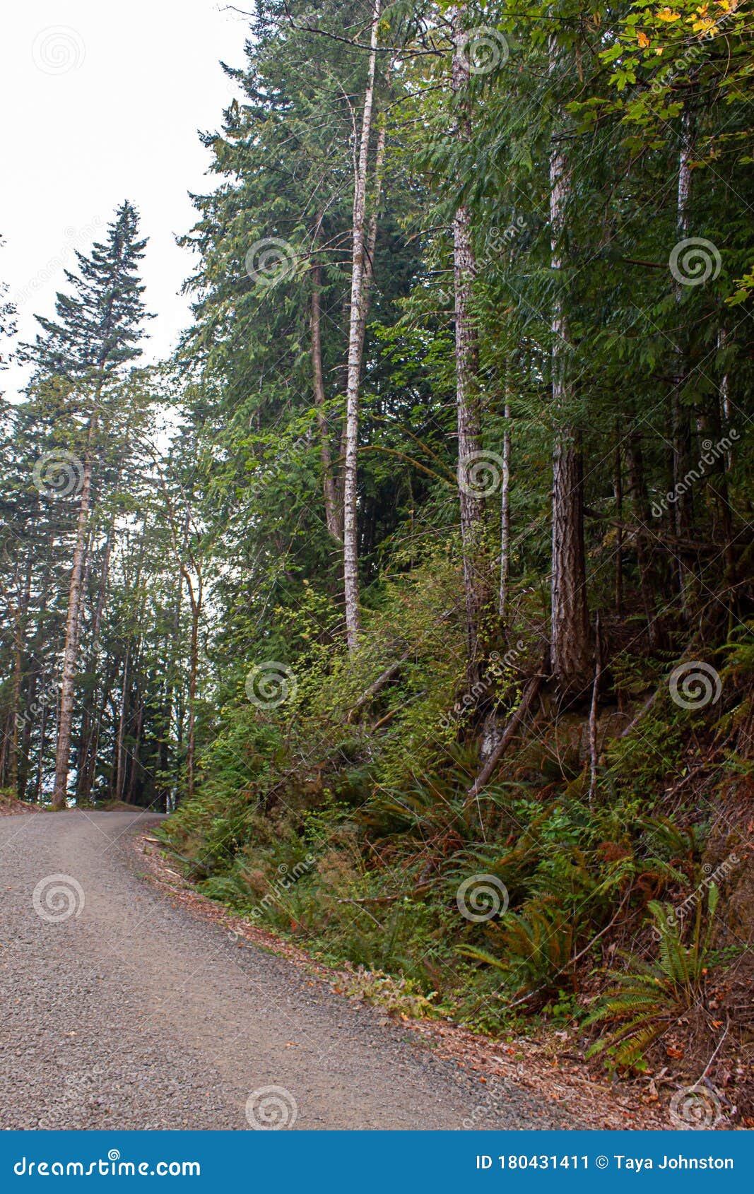 Dirt Path Leading through Forest in Western Washington Stock Image ...