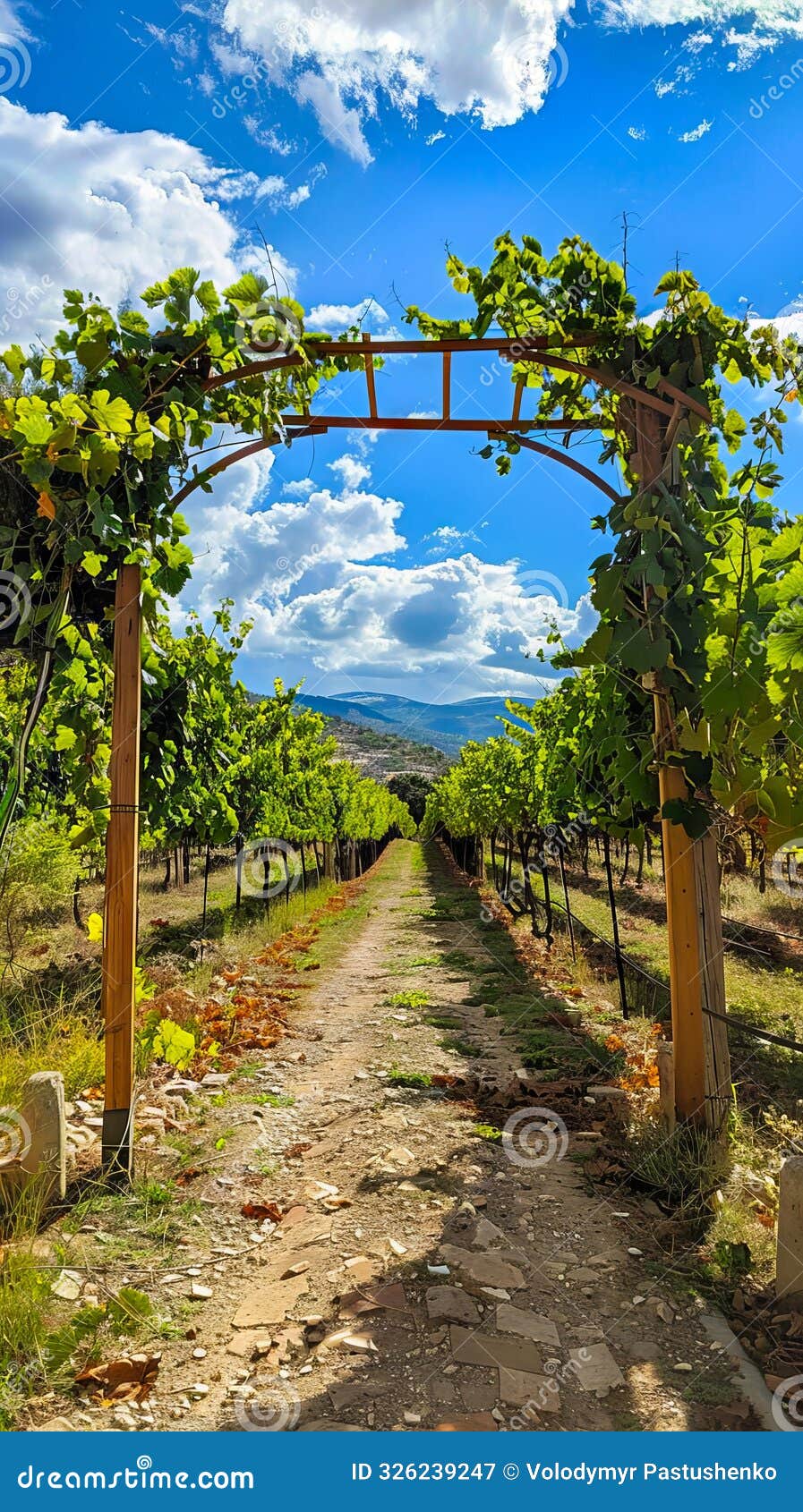 A Dirt Path Leading To a Vineyard with Vines Stock Image - Image of ...