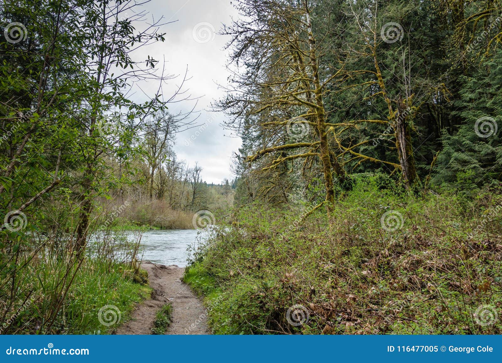Path To the River stock image. Image of nature, northwest - 116477005