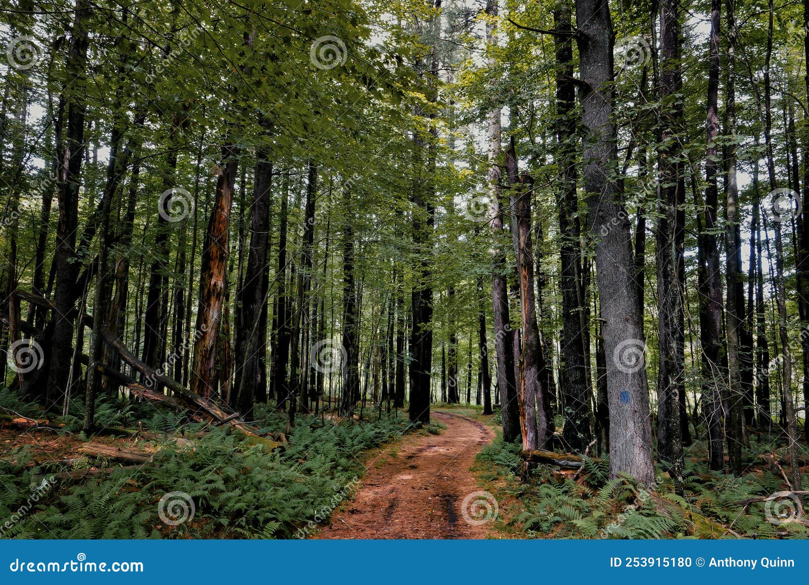 A Dirt Path Leads the Wat Though the Forest Stock Photo - Image of ...