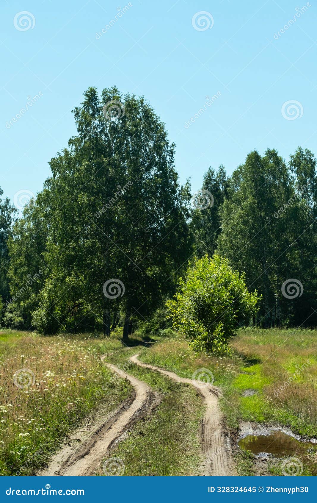 Dirt Path through Lush Green Forest on Sunny Day. Natural Scenery Stock ...