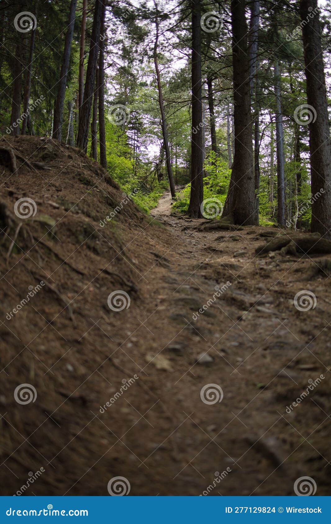 Dirt Path Meandering through a Lush Forest Stock Photo - Image of ...