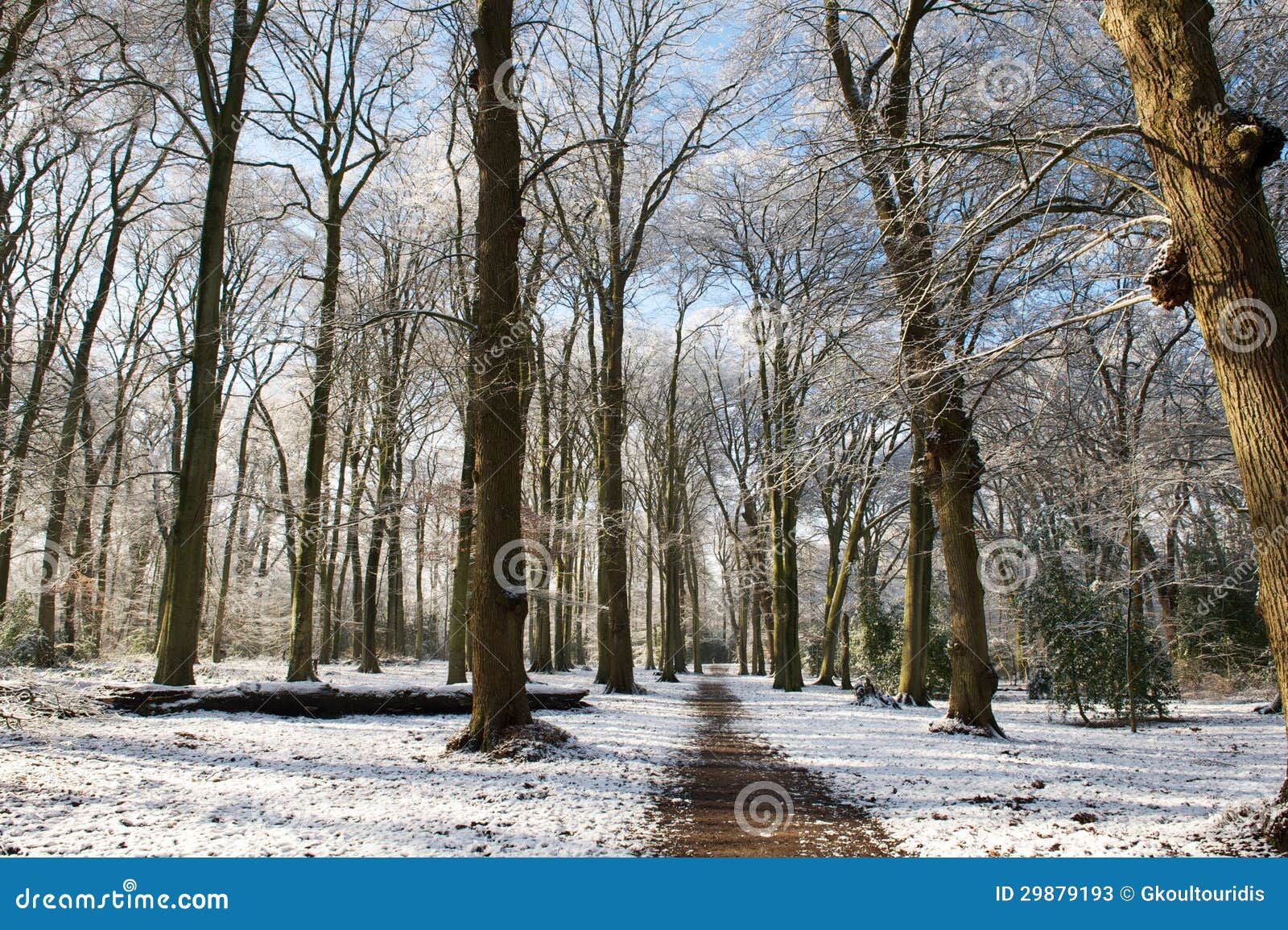 Dirt Path in the Park Running between Trees Covered with Snow Stock ...