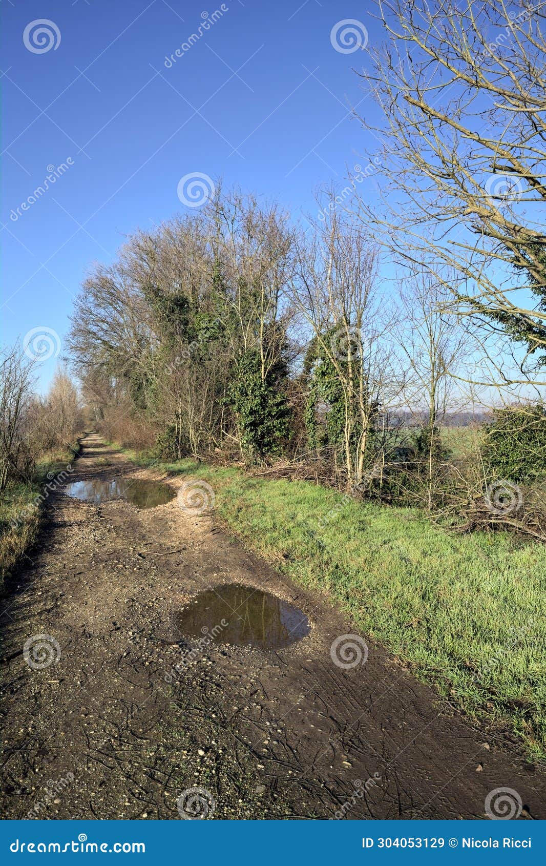Dirt path with puddles stock image. Image of meadow - 304053129