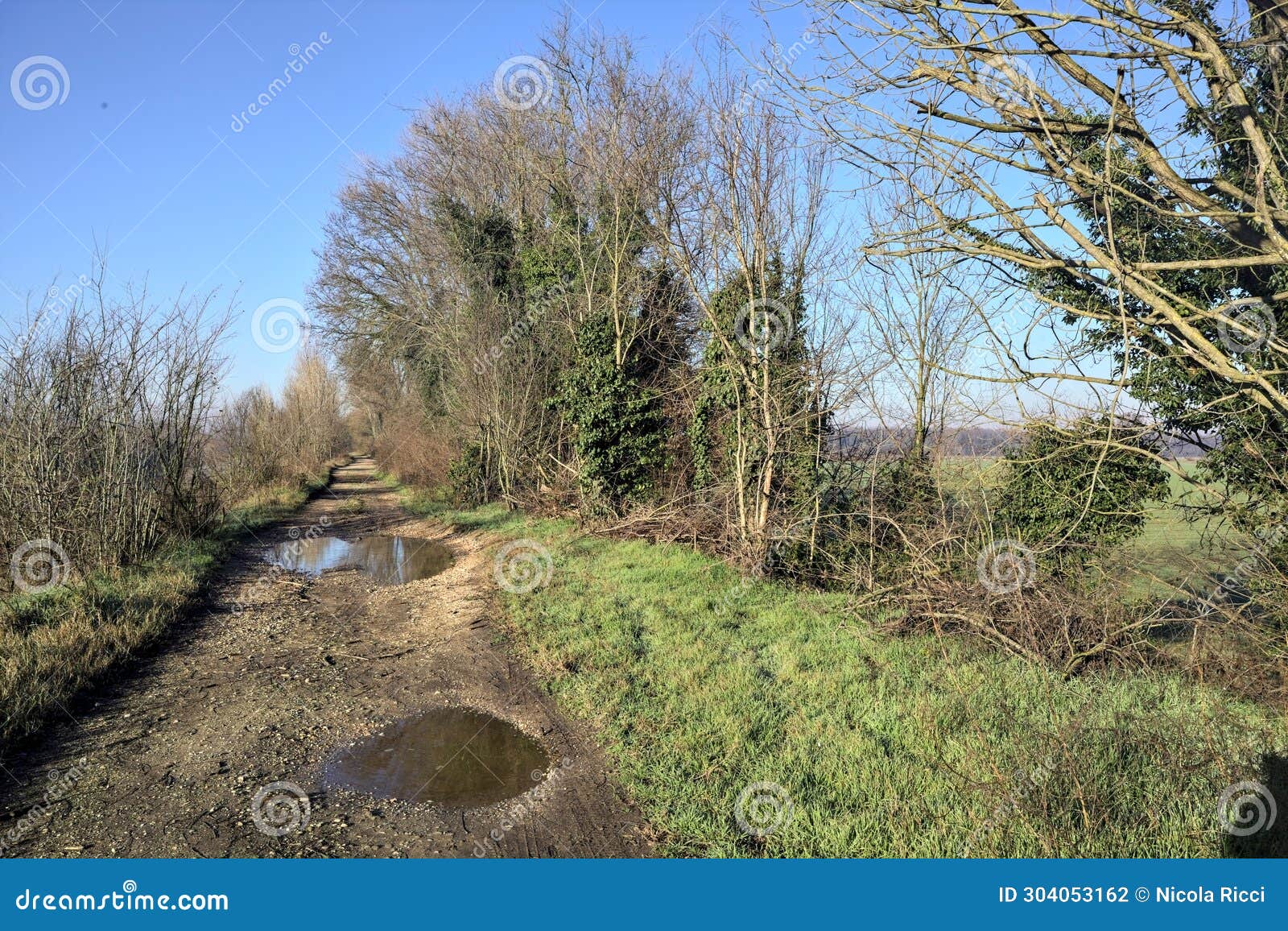 Dirt path with puddles stock photo. Image of bright - 304053162