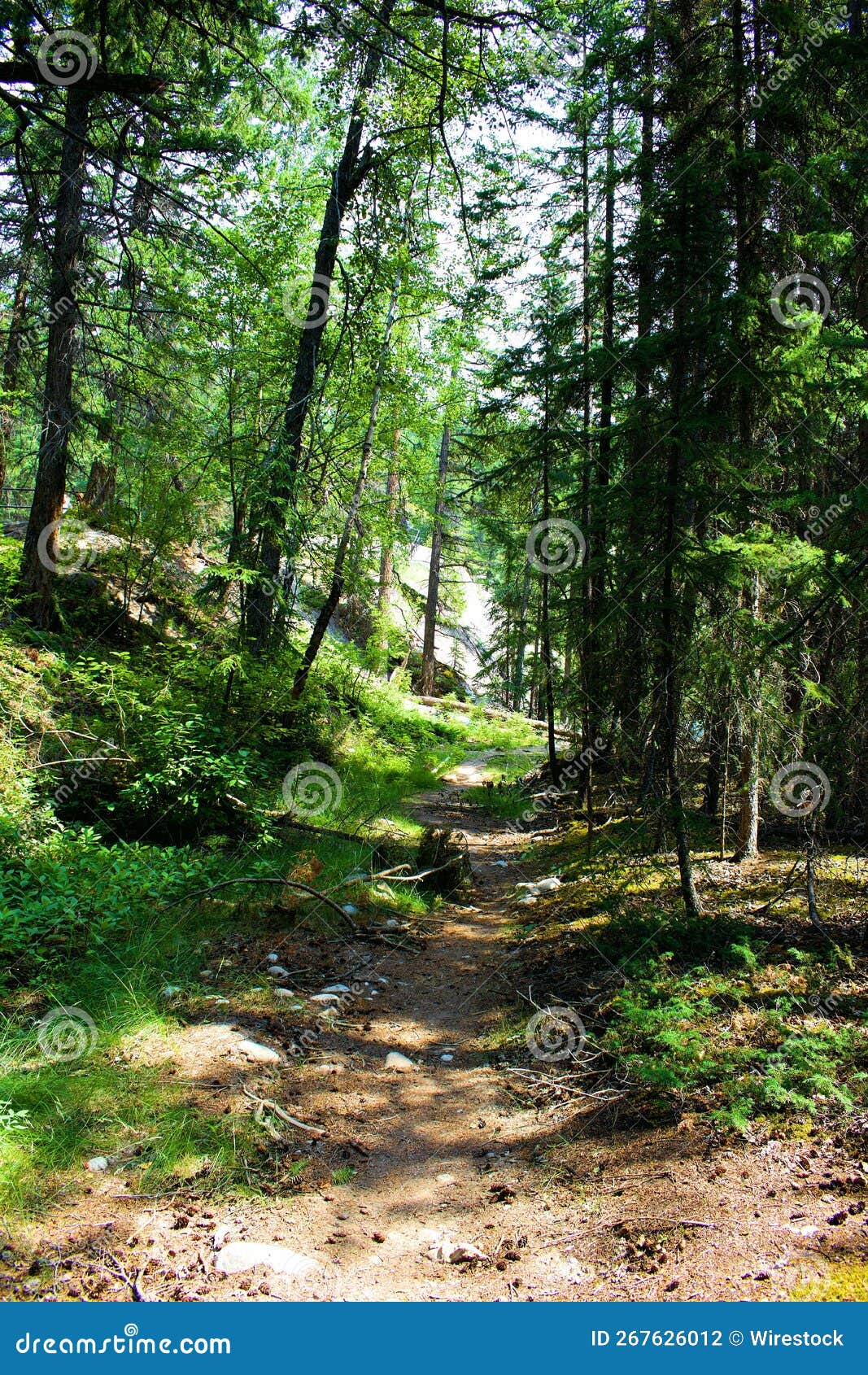 Dirt Path Running through a Forest Filled with Lots of Trees Stock ...
