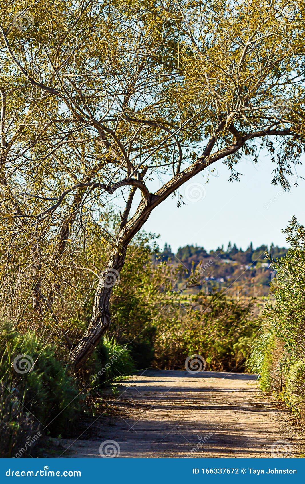 Dirt Path with Trees and Shrubbery Casting Long Stripes of Shadows ...