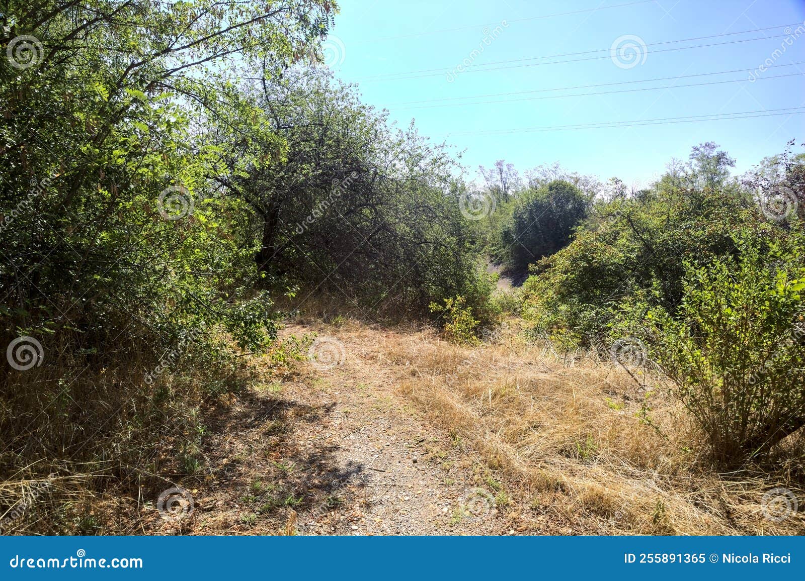 Dirt Path with Trees on a Sunny Day Stock Image - Image of background ...