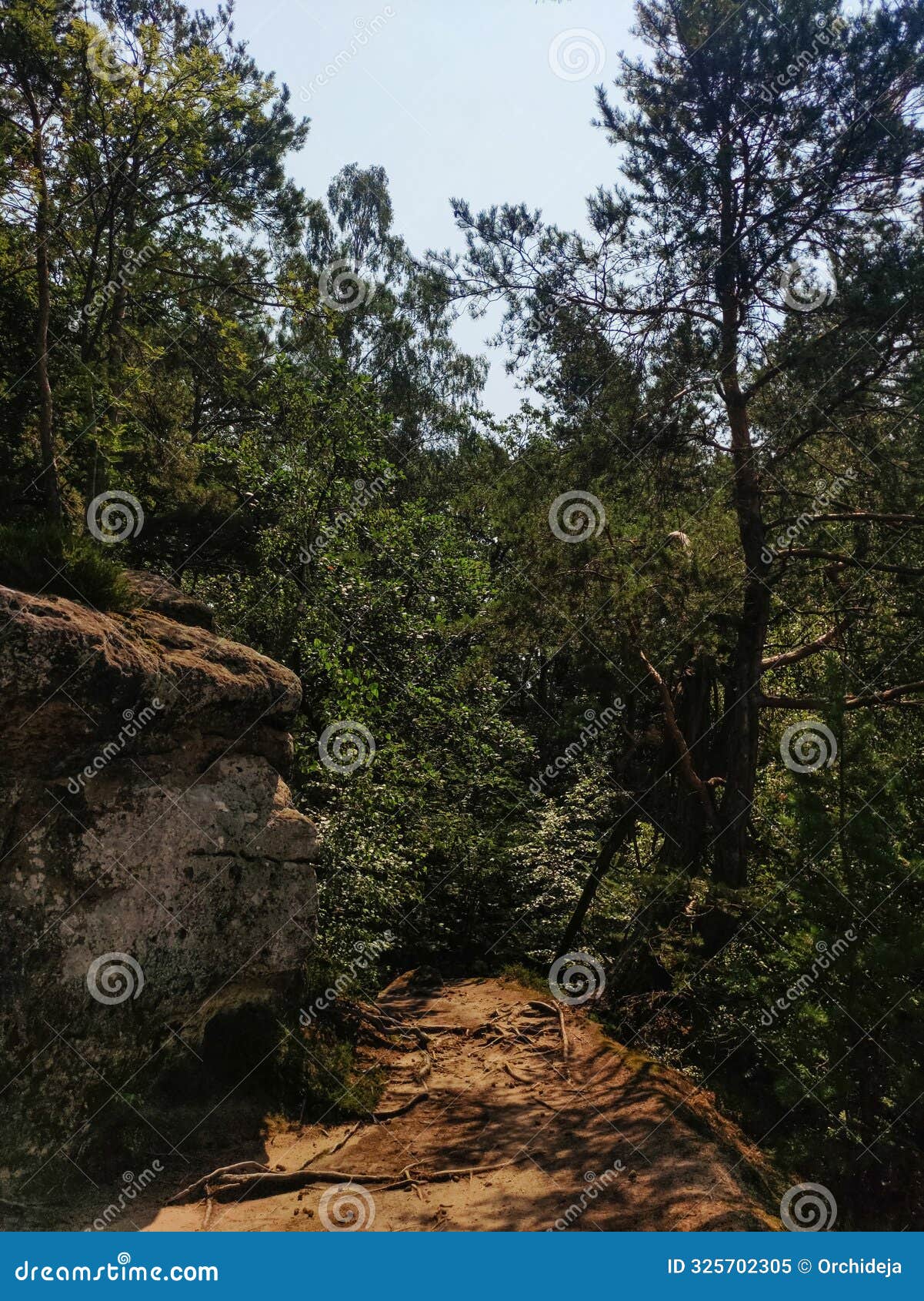 A Dirt Path Winds through a Dense Forest, Showcasing Exposed Sandstone ...