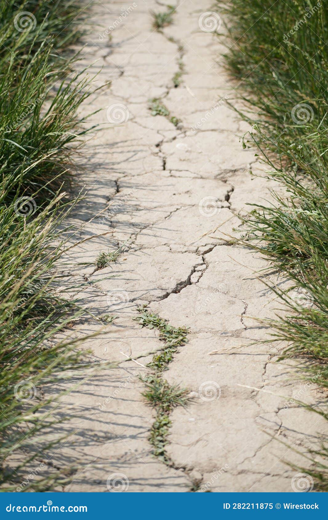 Dirt Pathway Located between a Grassy Field and a Sandy Area Stock ...
