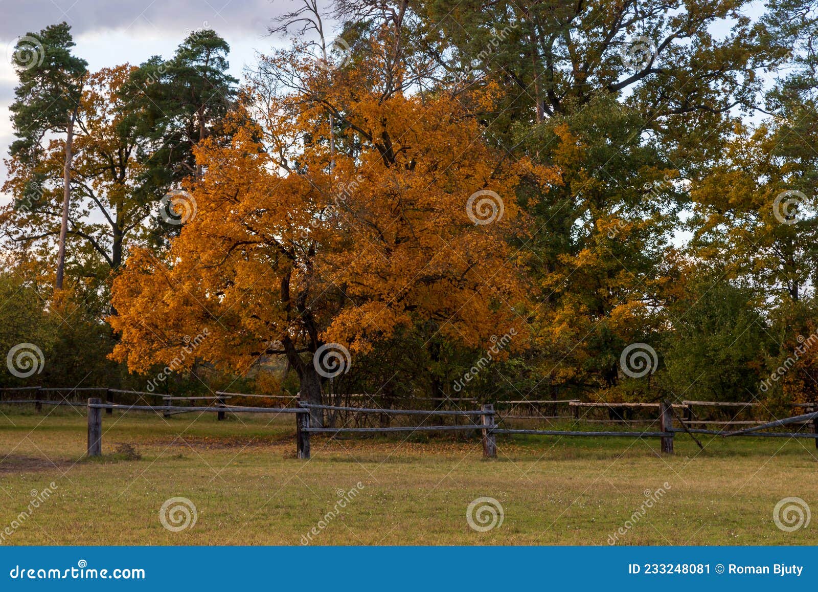 The Dirt Road Around the Horse Corral is Lined with Trees Stock Image ...