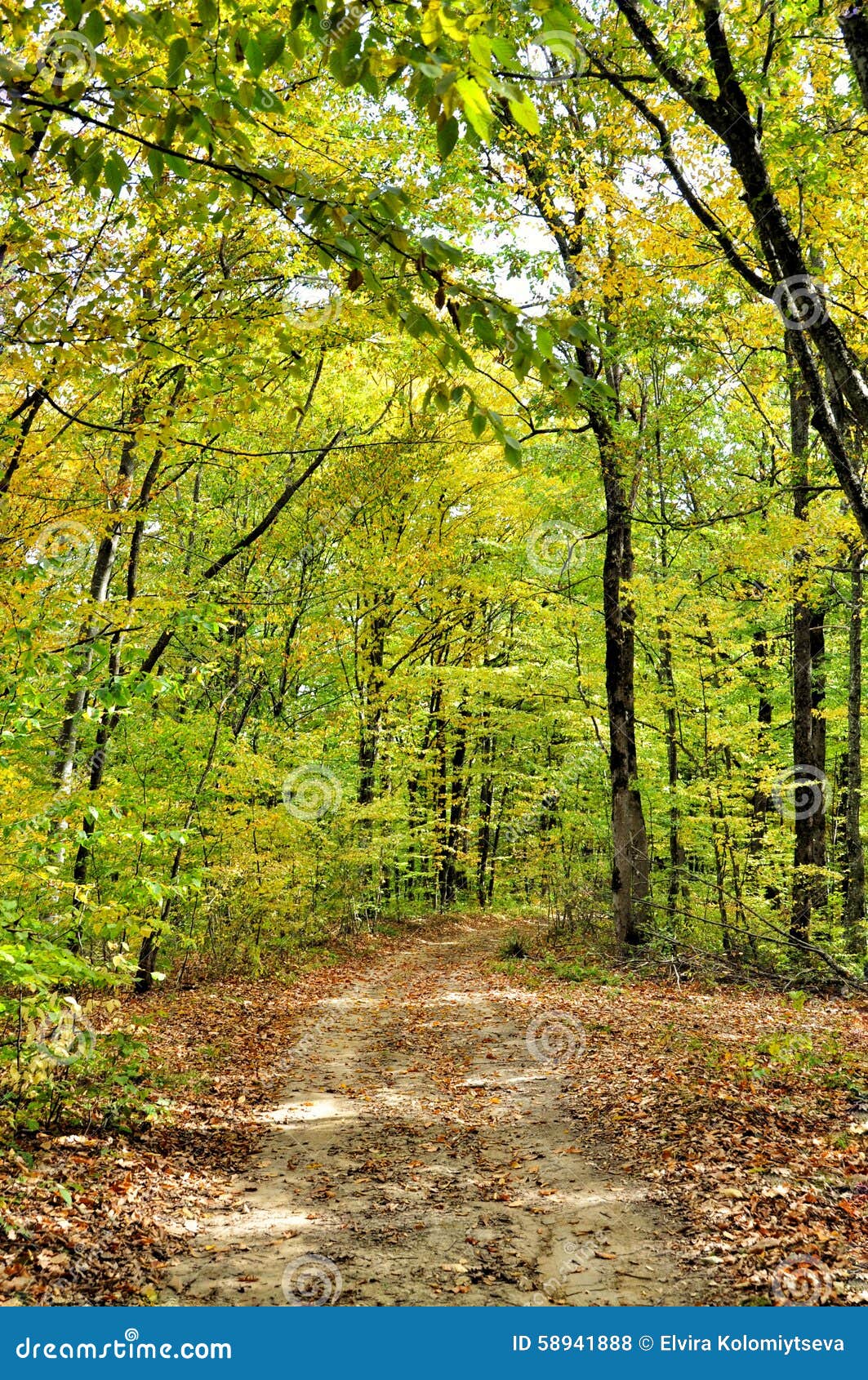Dirt Road in the Autumn Forest Stock Photo - Image of bright, branch ...