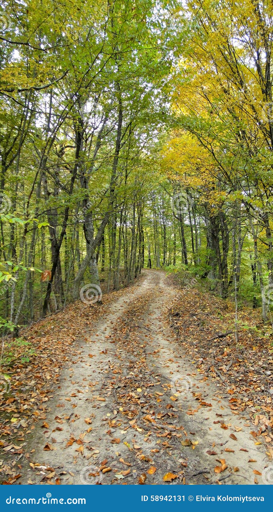 Dirt Road in the Autumn Forest Stock Image - Image of dark, landscape ...