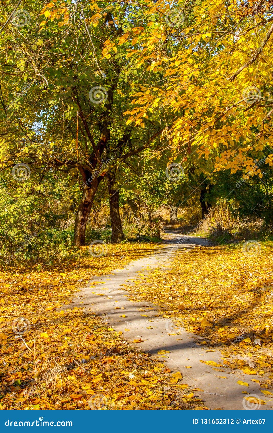 Dirt Road in the Autumn Park Stock Photo - Image of countryside, forest ...