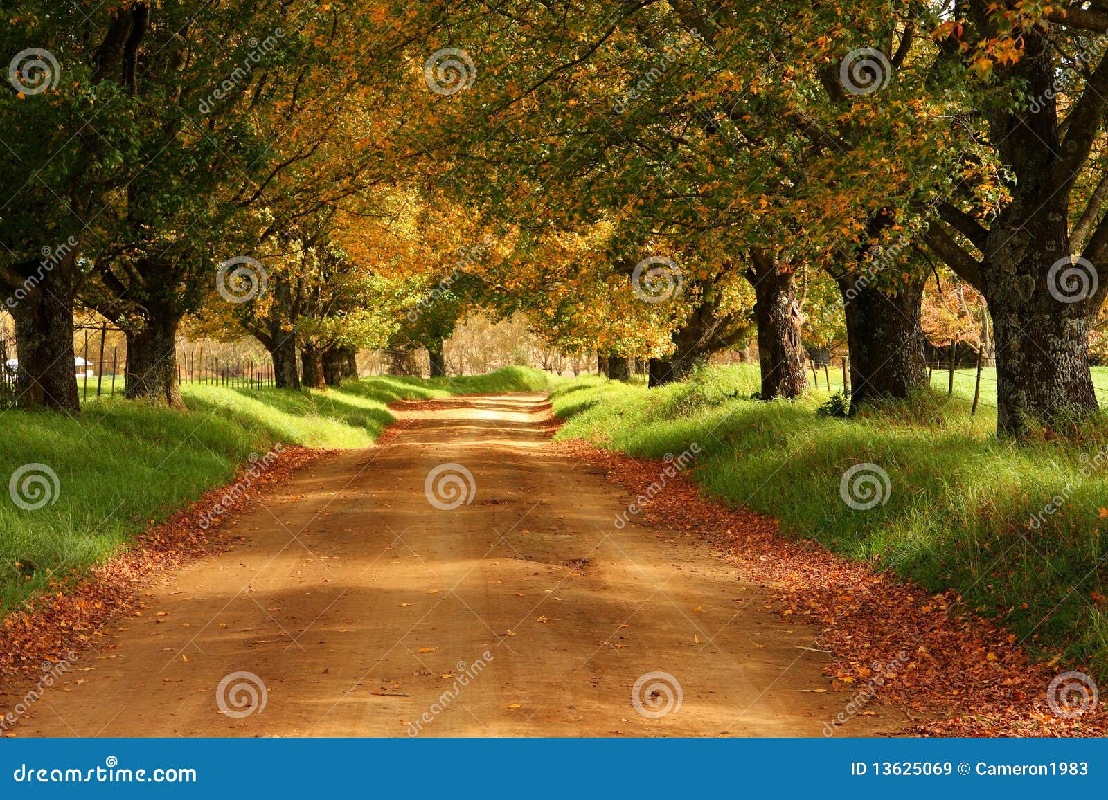 Dirt Road through Avenue of Trees Stock Image - Image of avenue, leaves ...