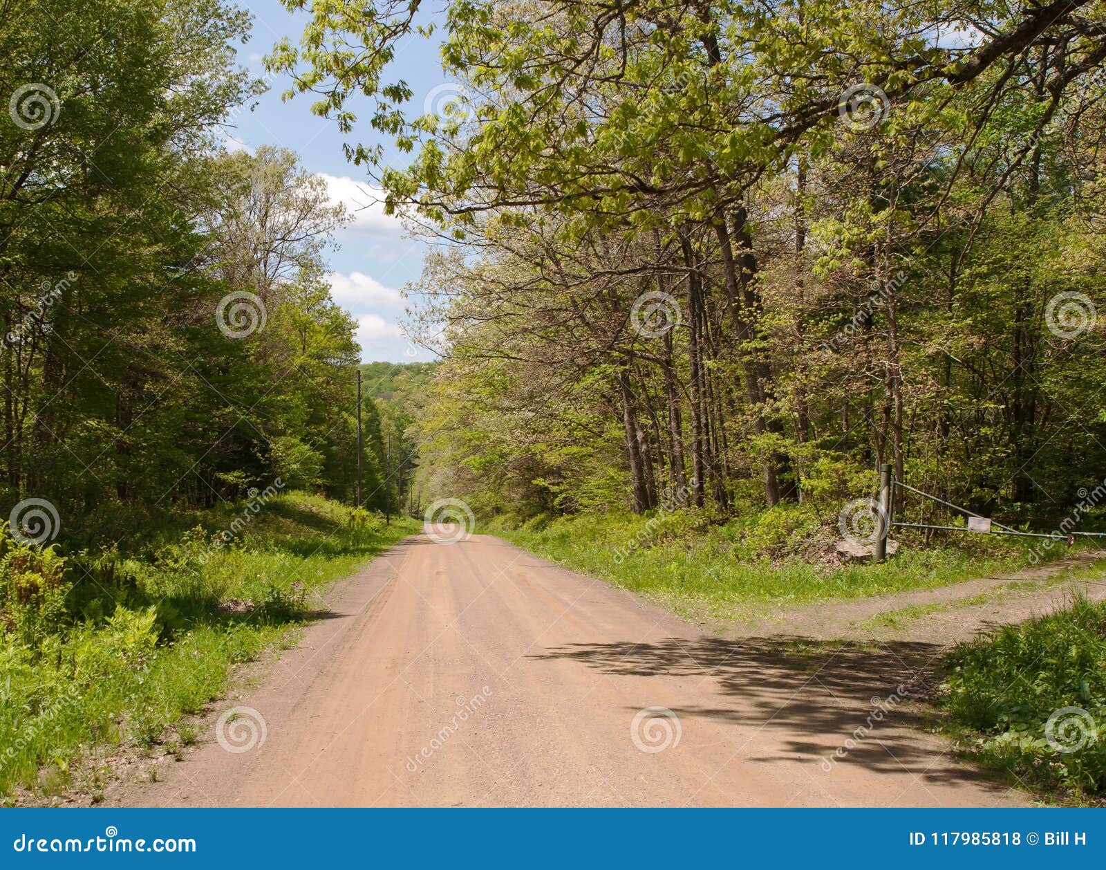 A Dirt Road in the Woods on a Sunny Day Stock Photo - Image of ...