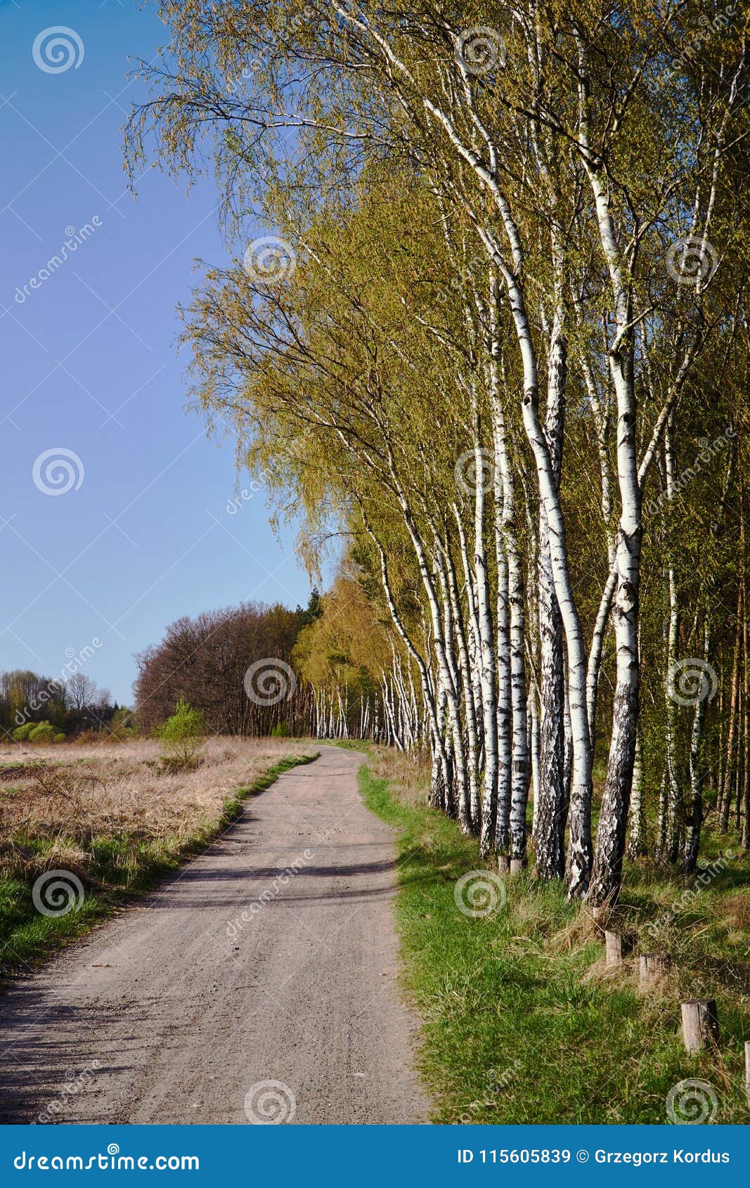 A Dirt Road and Birch Coppice in Spring Stock Image - Image of ...