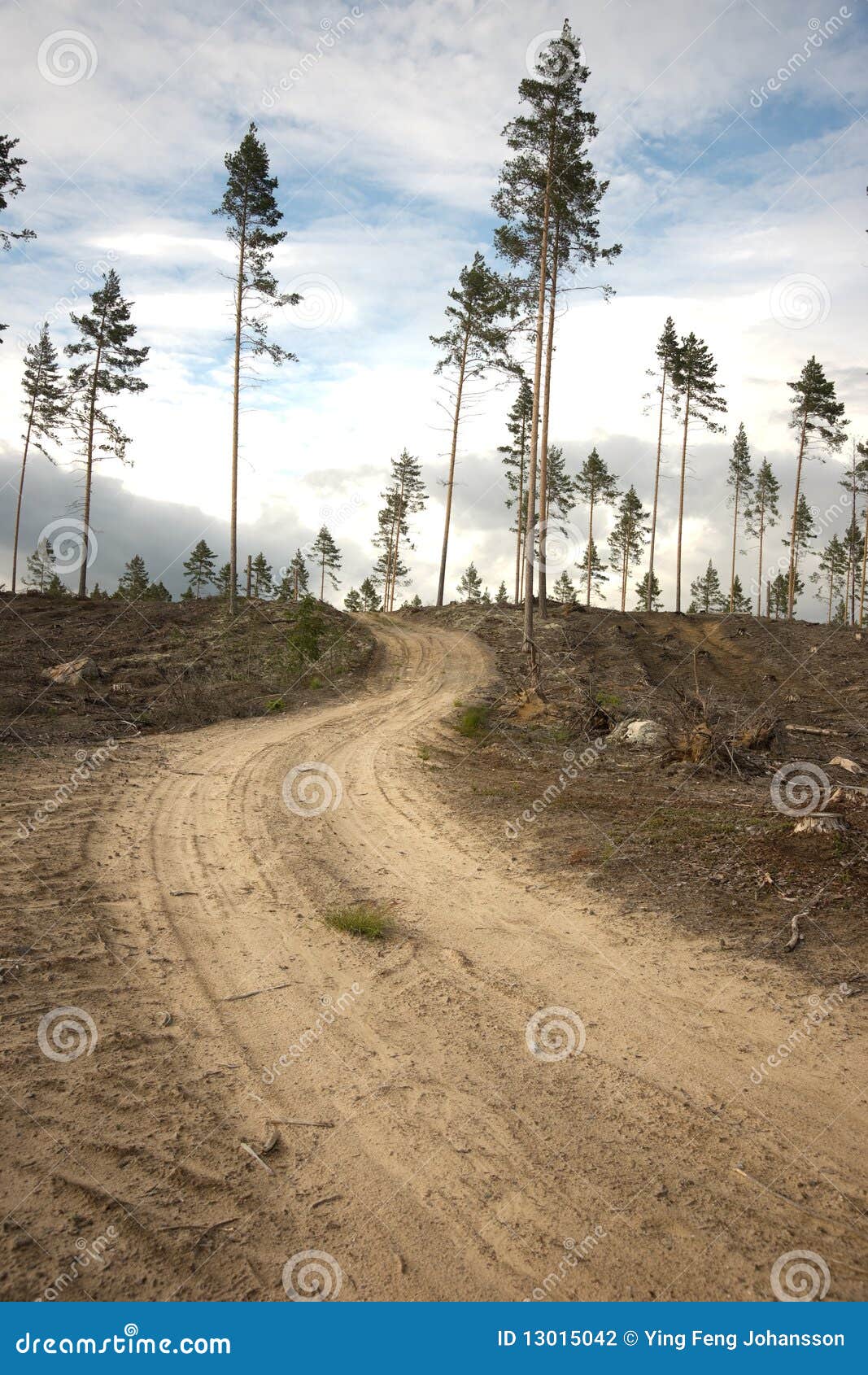 Dirt road in clearing stock photo. Image of landscape - 13015042