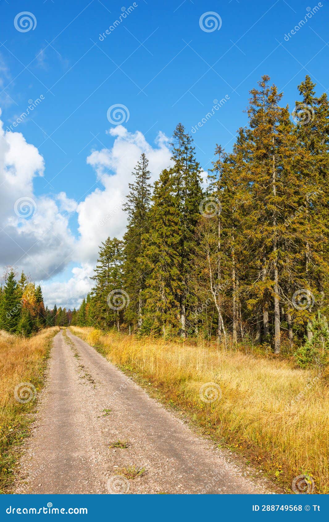 Dirt Road at a Coniferous Forest Stock Photo - Image of autumn ...