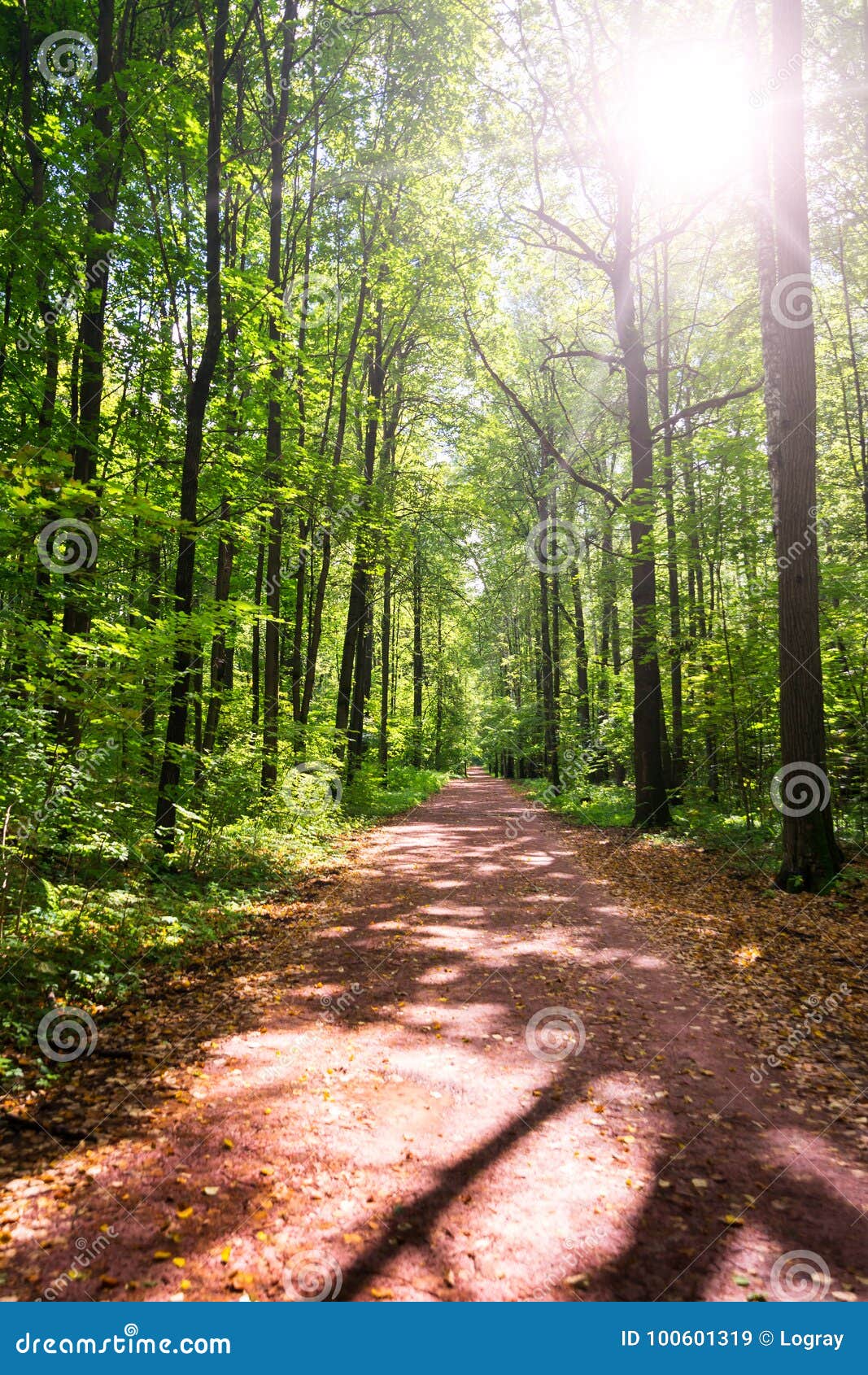 Dirt Road Deep in the Forest. Stock Image - Image of forest, scene ...