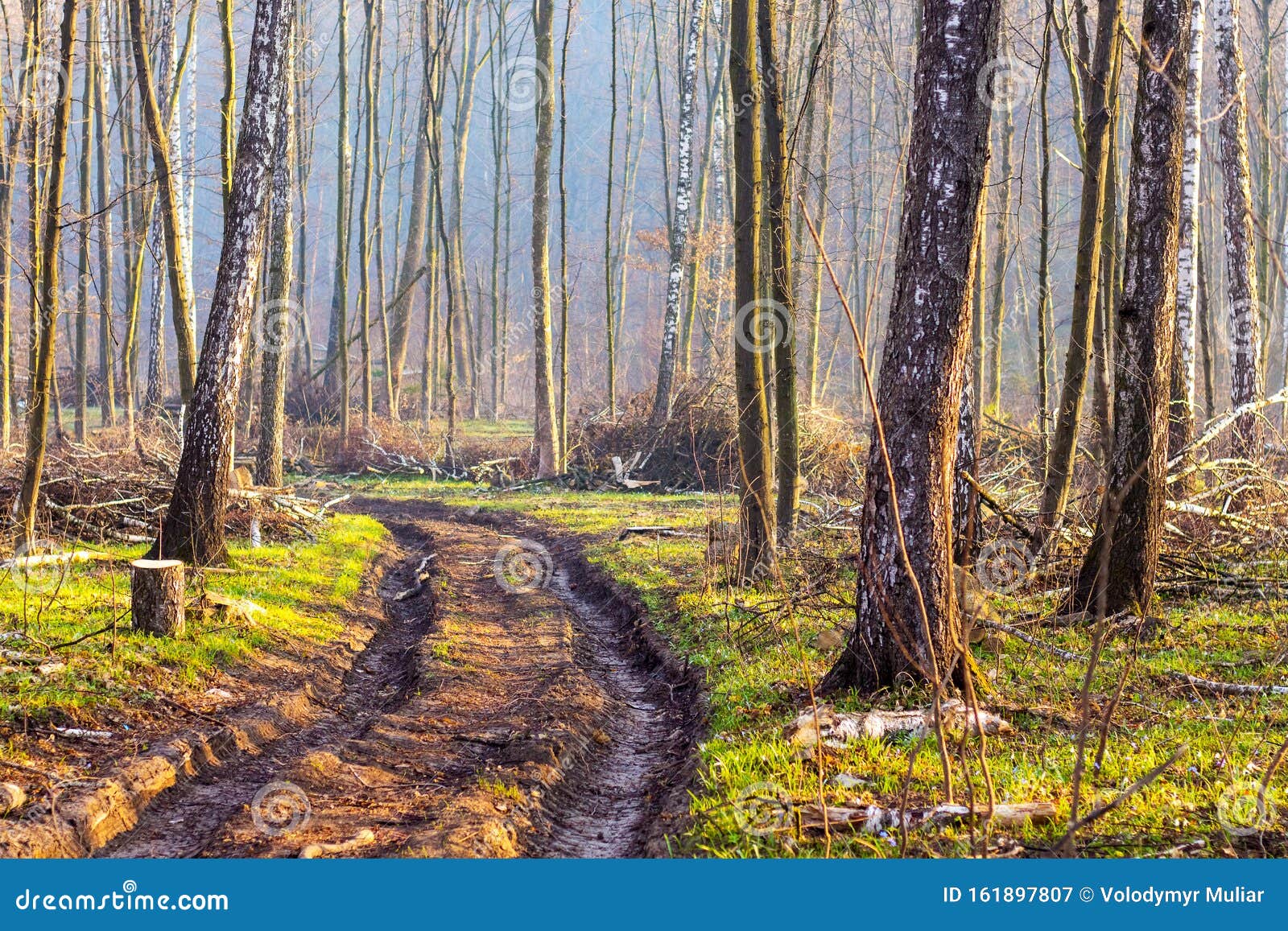 Dirt Road with Deep Tracks in Spring Forest_ Stock Image - Image of ...