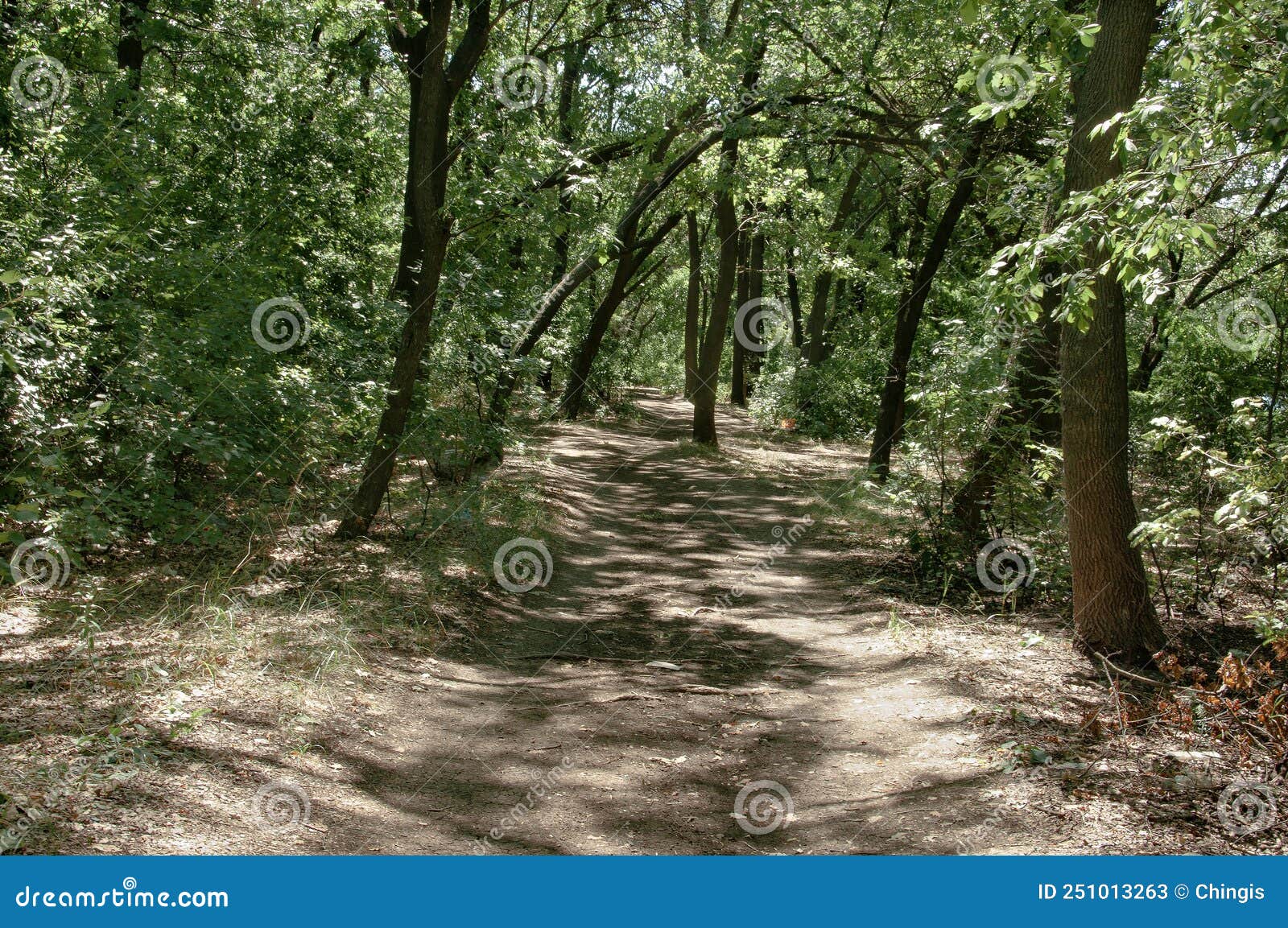 Dirt Road through the Forest Stock Image - Image of trees, leaves ...