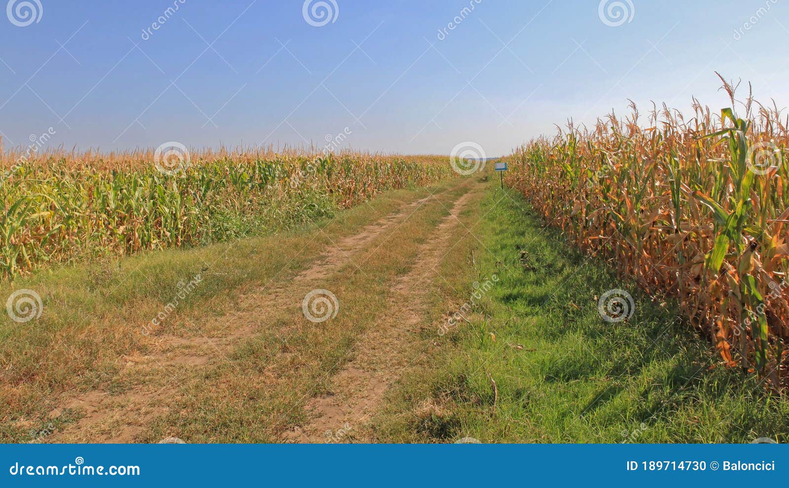 Dirt Road stock photo. Image of nature, road, dirt, field - 189714730