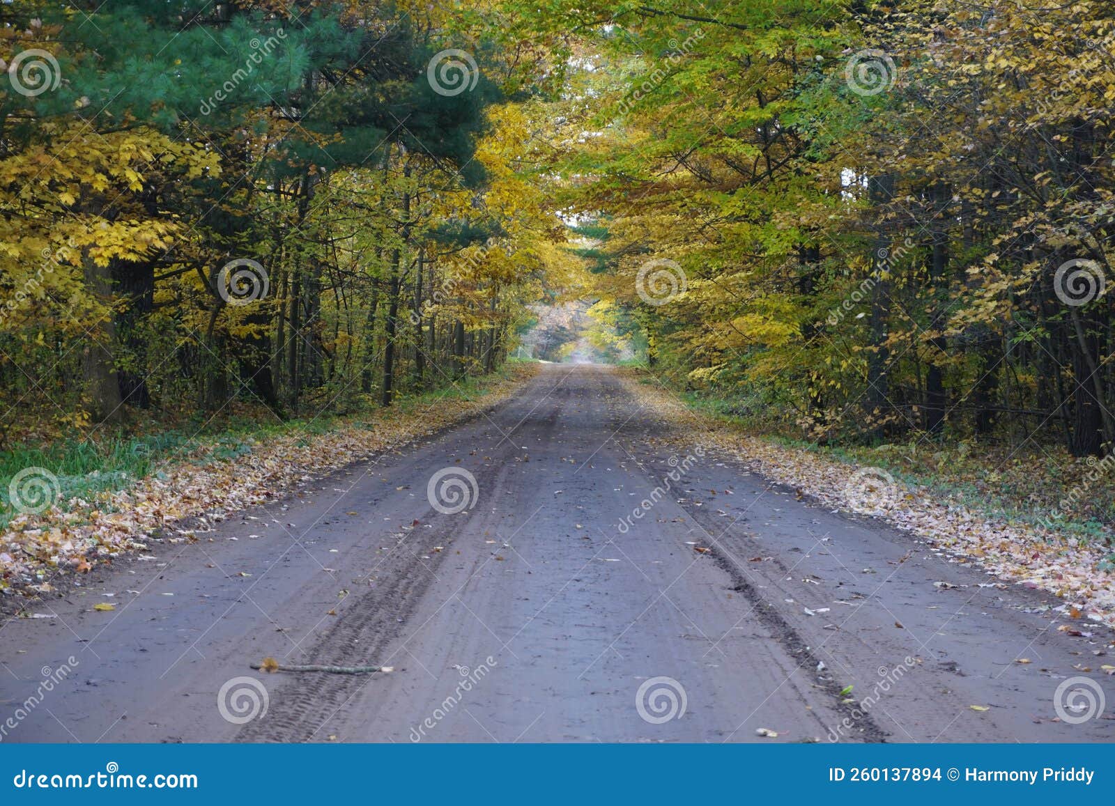 Dirt Road in Fall stock photo. Image of road, leaf, sunlight - 260137894