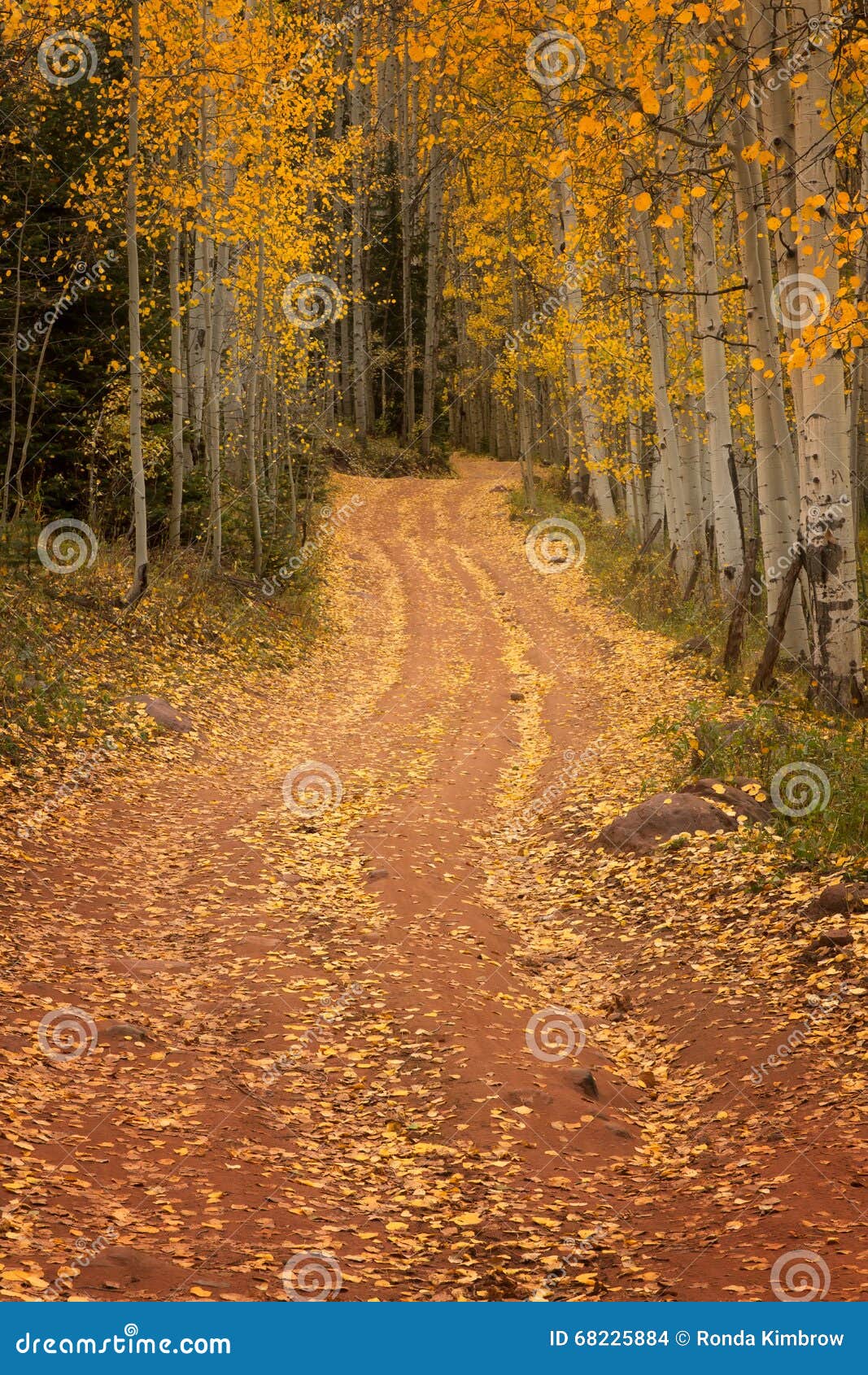 Dirt Road through the Fall Trees Stock Photo - Image of dirt, office ...