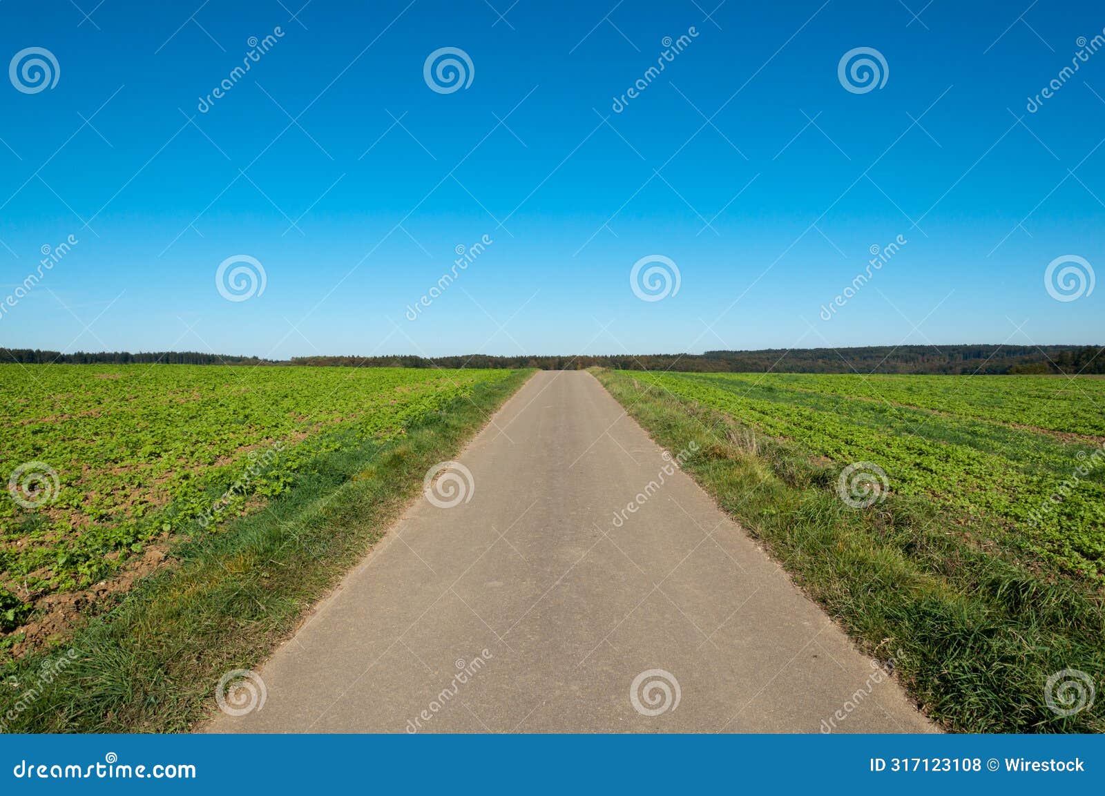 Dirt Road through a Field with Blue Sky Backdrop Stock Photo - Image of ...