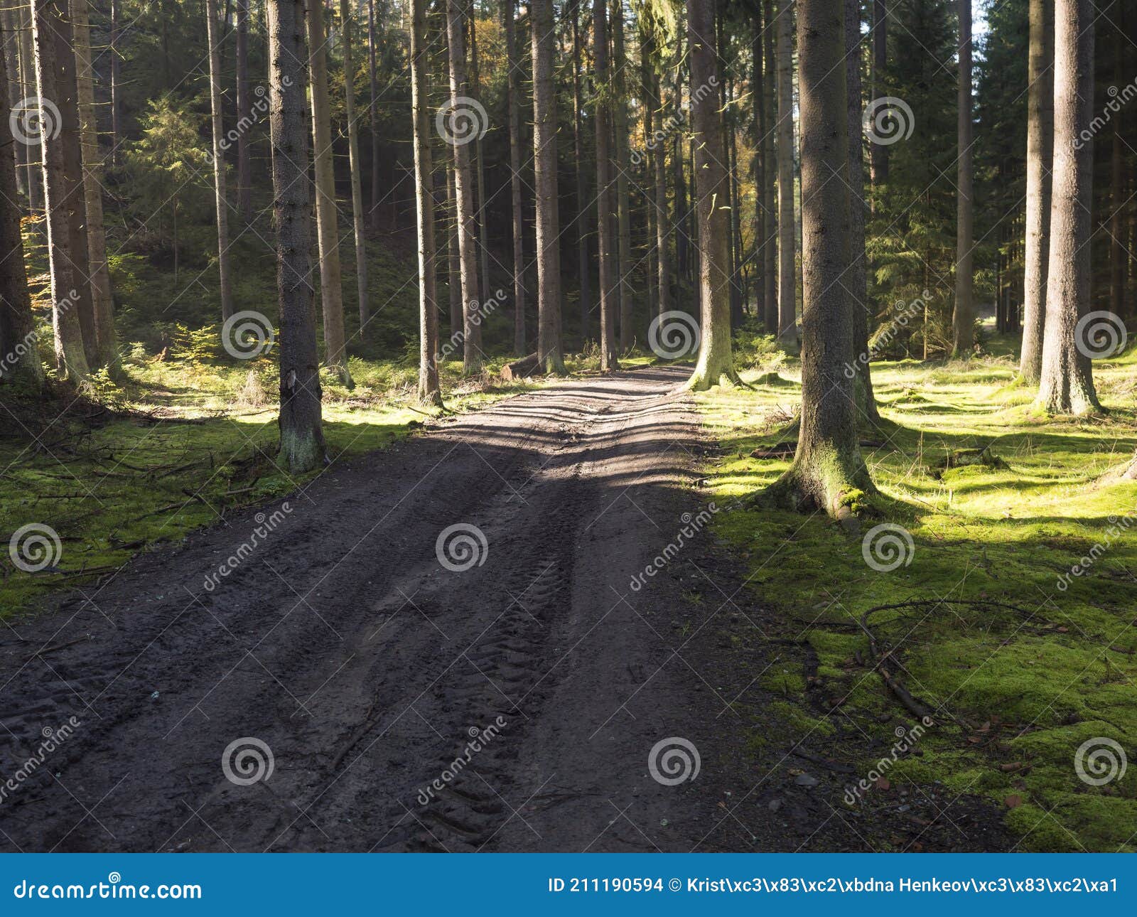Dirt Road, Footpath at Magic Autumn Spruce Tree Forest Ground Covered ...