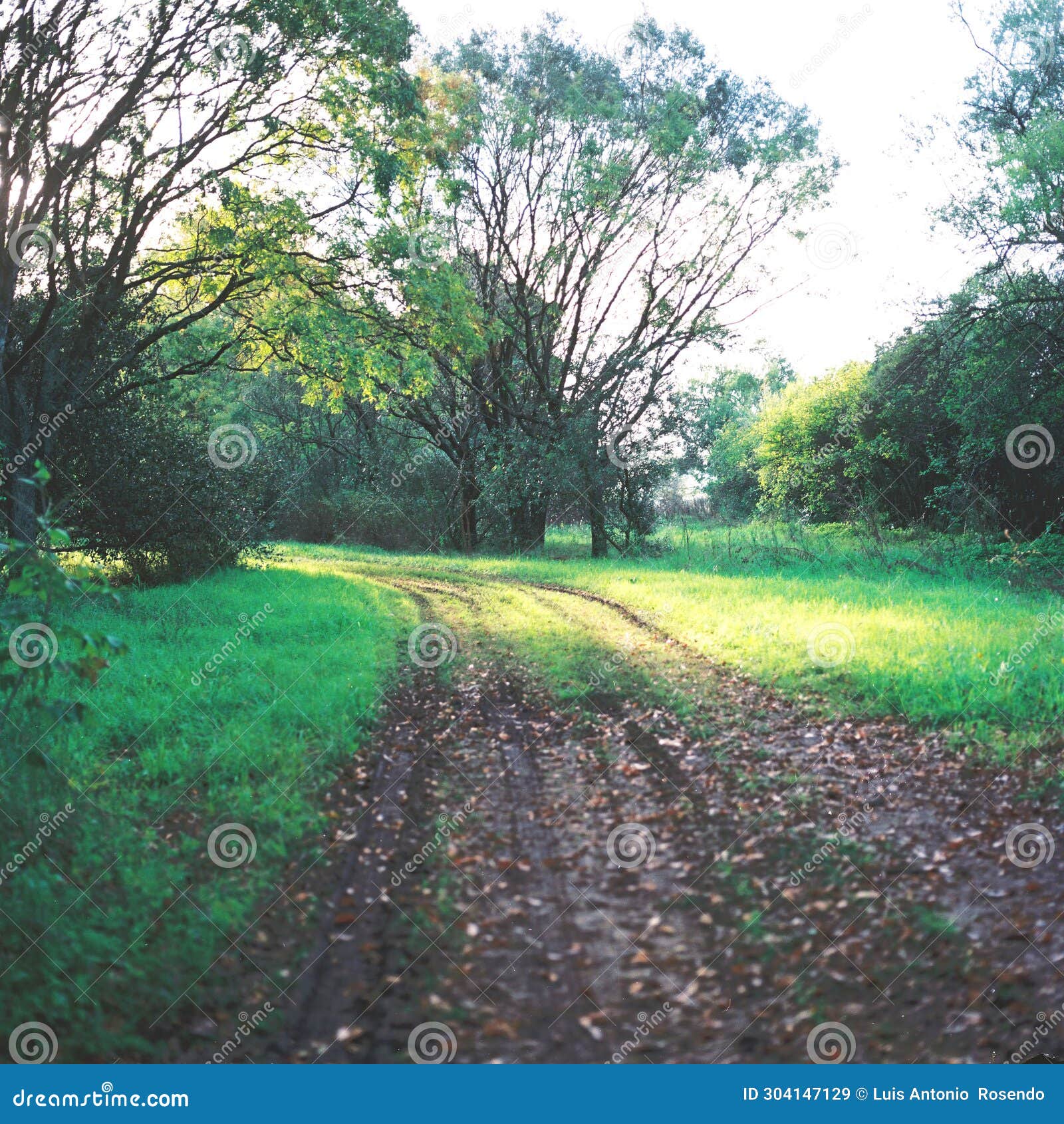 Dirt Road Footprint in a Forest of a House with Trees Stock Image ...