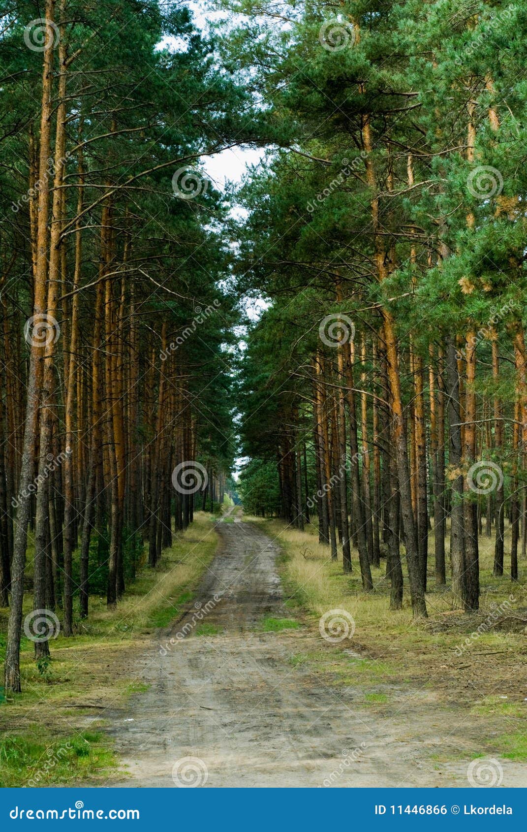 Dirt road in forest stock photo. Image of country, beauty - 11446866