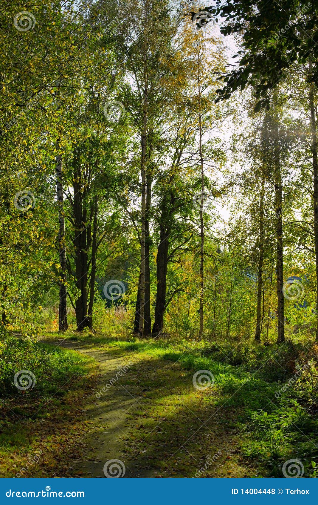 Dirt road in forest stock photo. Image of gravel, remote - 14004448