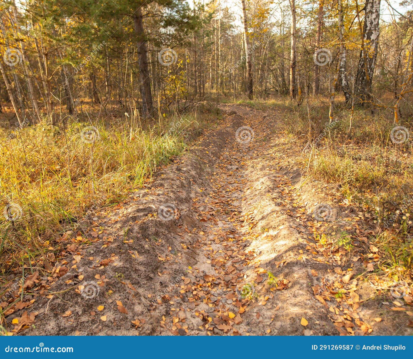 Dirt Road in the Forest in Autumn Stock Image - Image of autumn, season ...