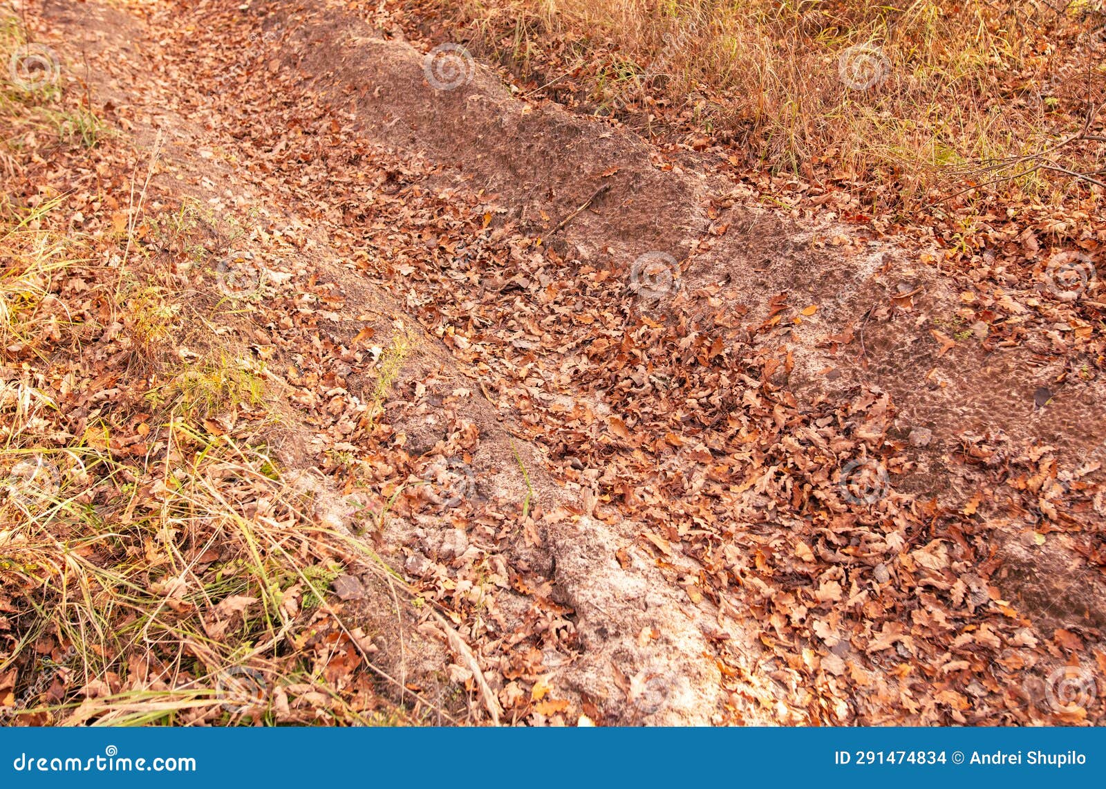 Dirt Road in the Forest in Autumn Stock Photo - Image of landscape ...