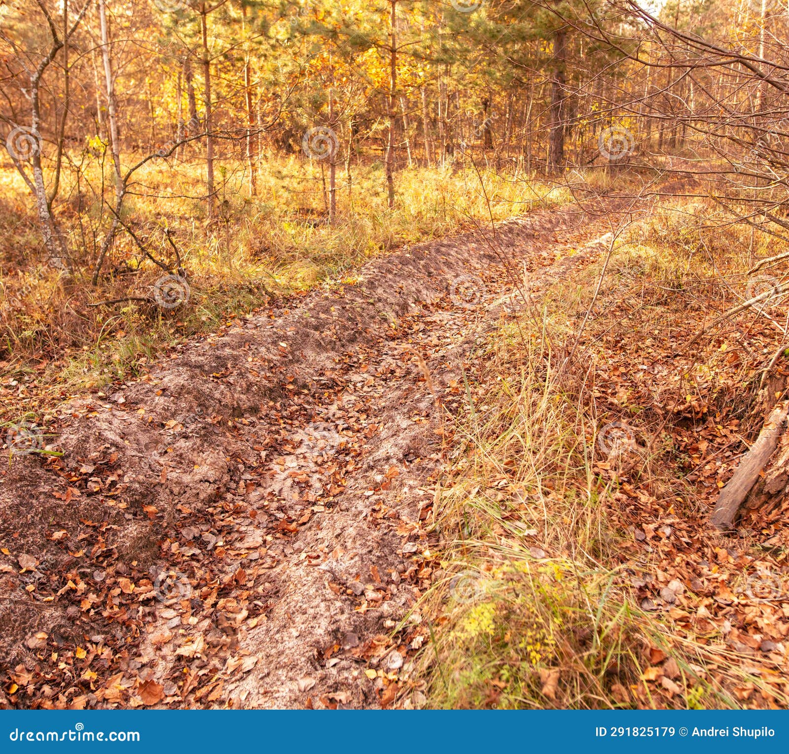Dirt Road in the Forest in Autumn Stock Image - Image of season, nature ...