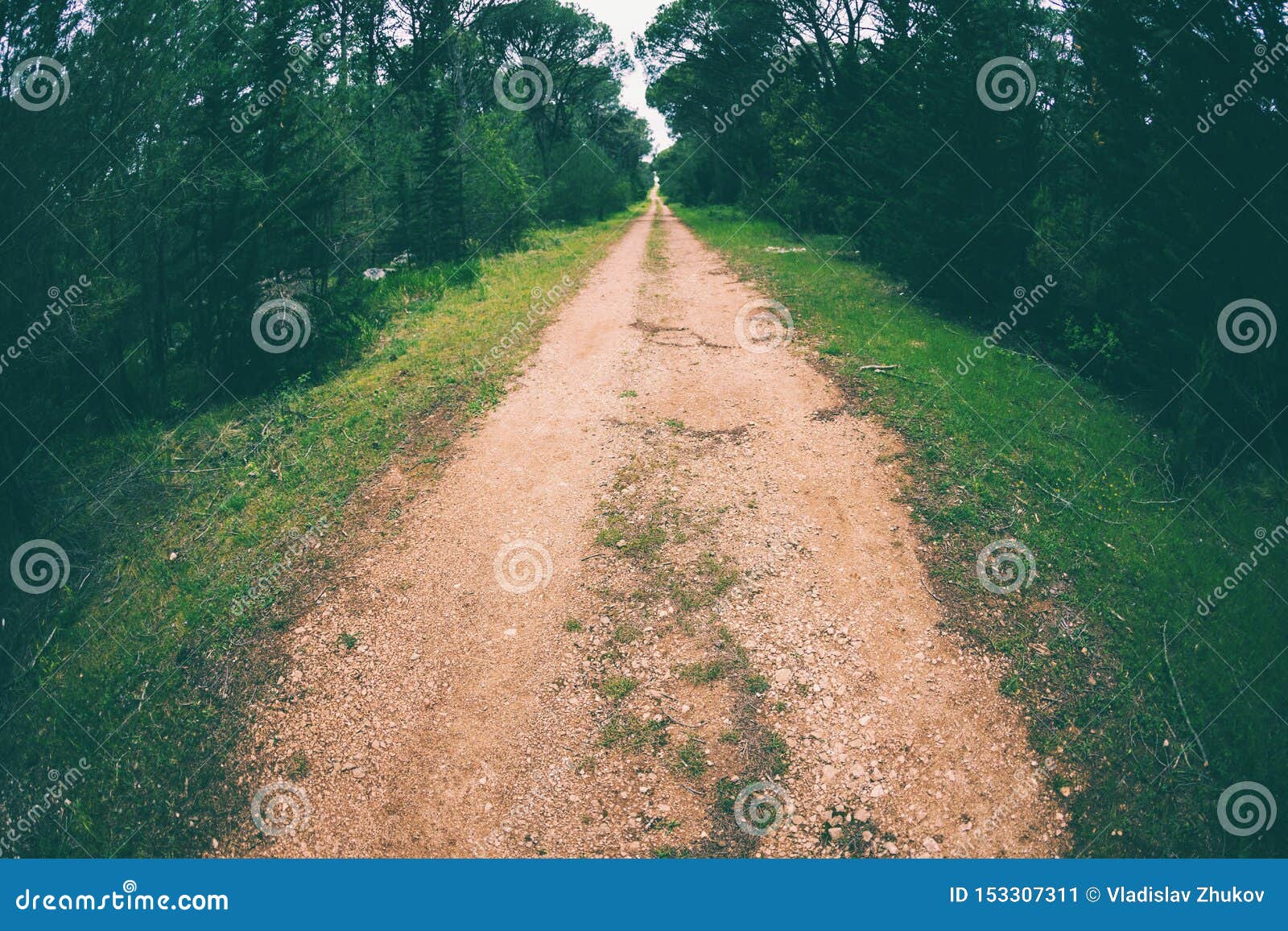 Dirt road in the forest stock image. Image of nature - 153307311