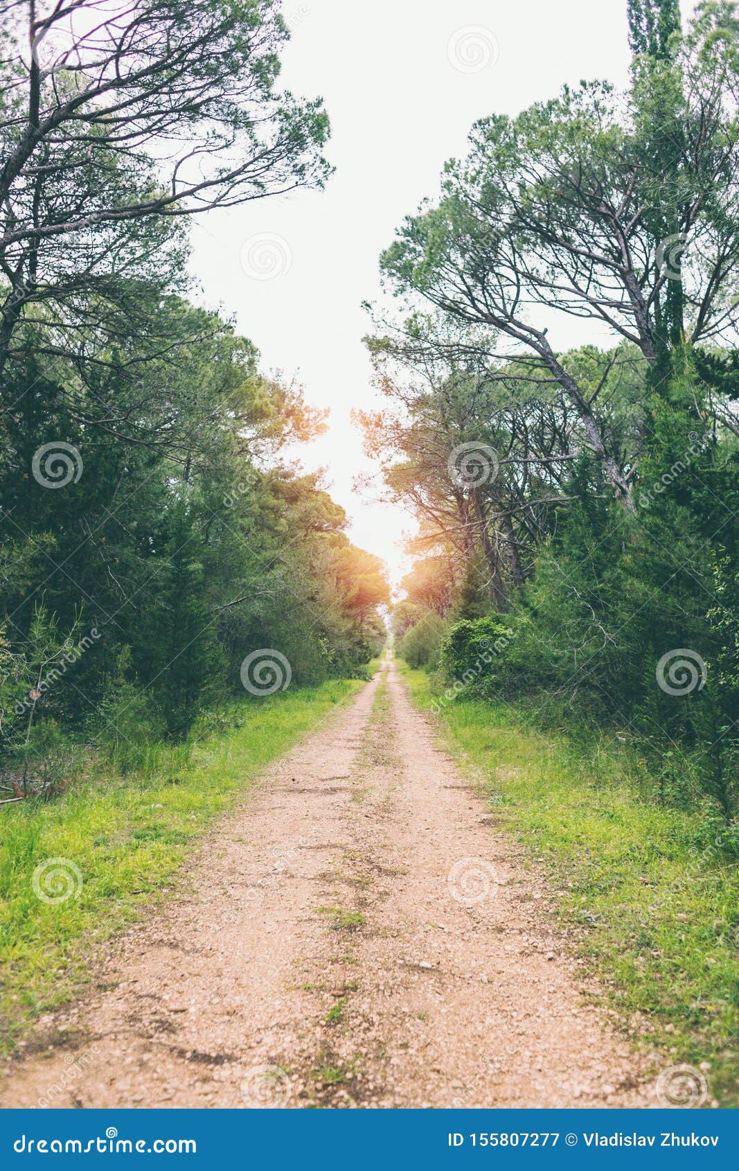 Dirt road in the forest stock image. Image of footpath - 155807277