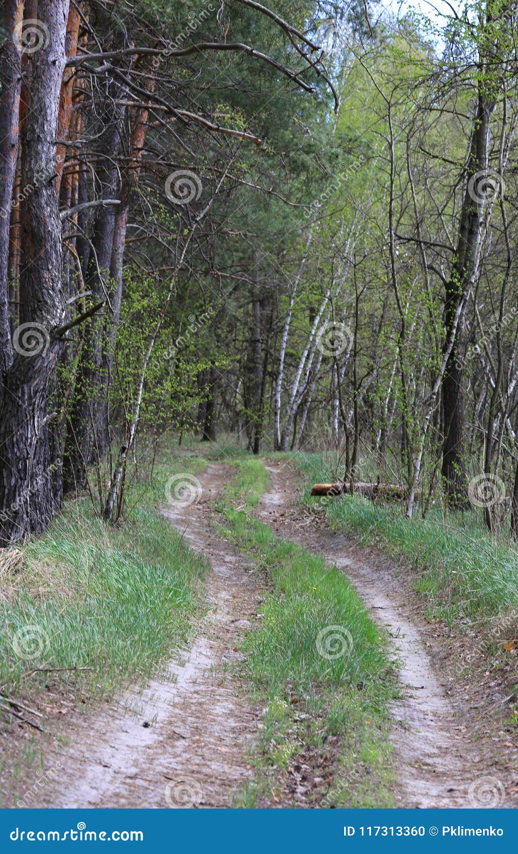 Dirt road in forest stock photo. Image of park, branch - 117313360