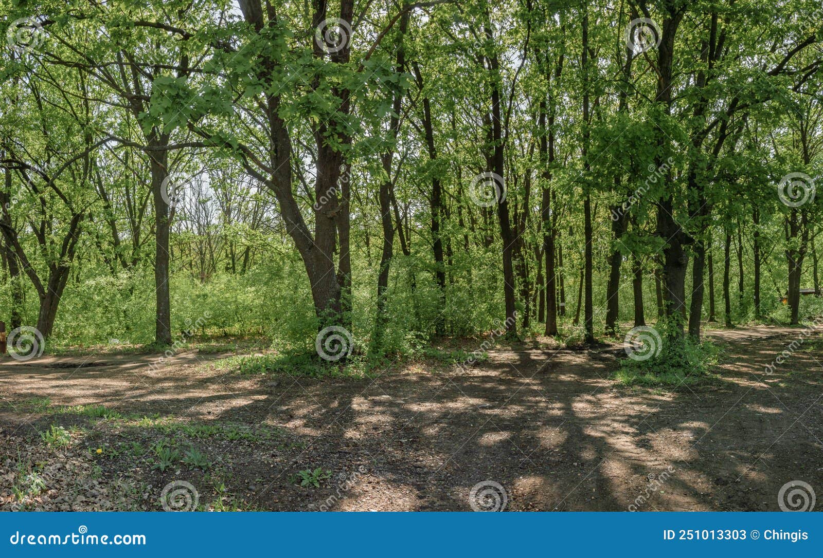 Dirt Road through the Forest Stock Image - Image of season, hike: 251013303