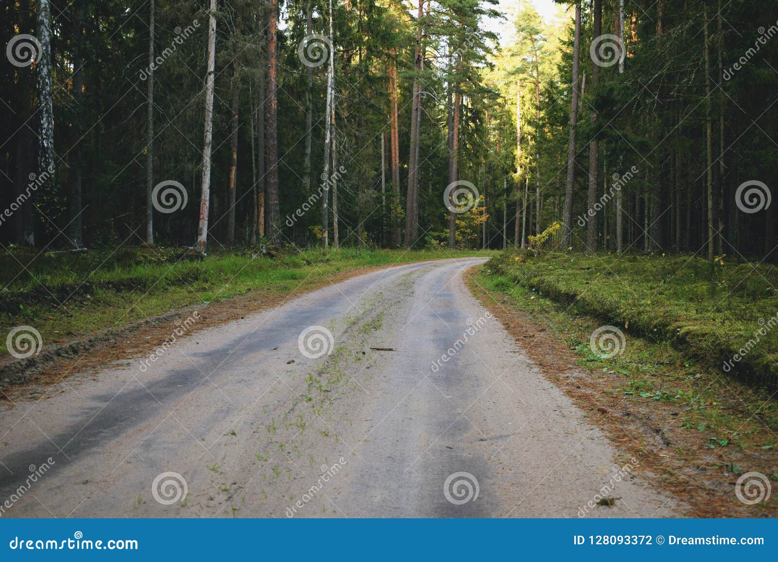 Dirt road through forest stock photo. Image of sunny - 128093372
