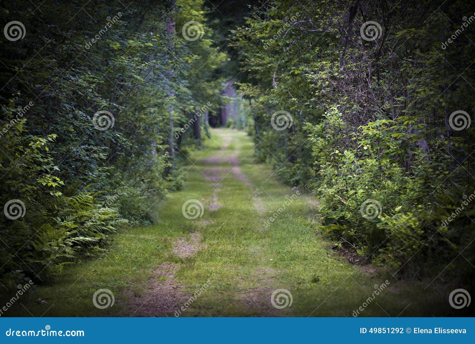Dirt road through forest stock photo. Image of tracks - 49851292