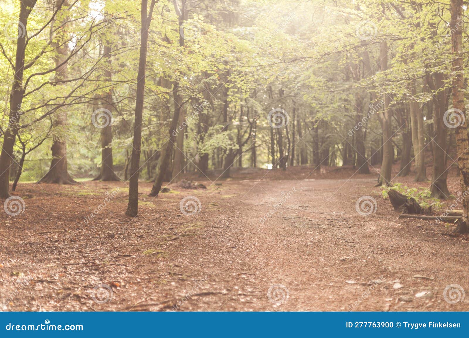 Dirt Road through a Forest in a Park.. Stock Photo - Image of ...